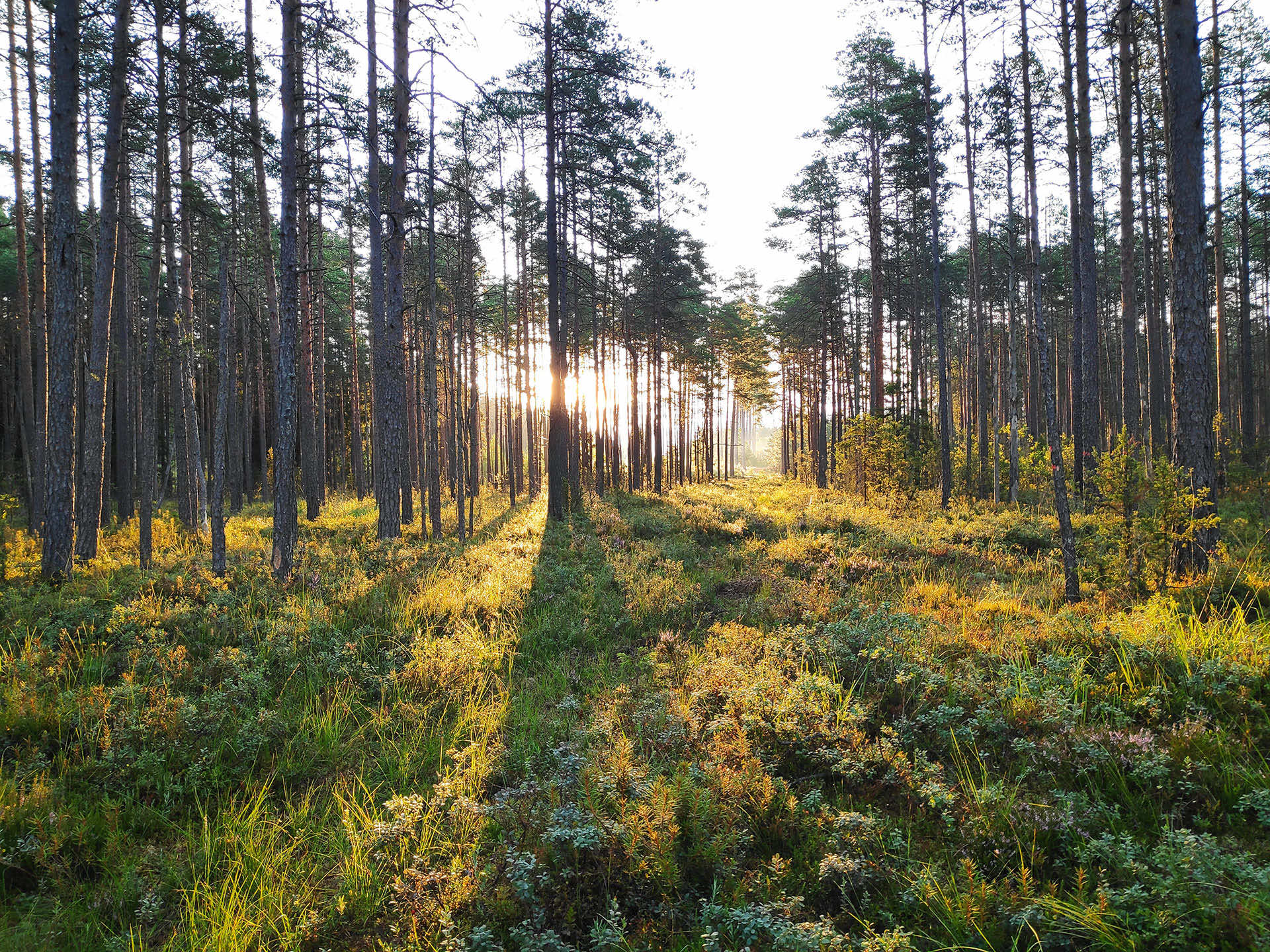 Grove Collaborative Leverages Accurate Emissions Data to Strengthen Eco ... Grove Collaborative Leverages Accurate Emissions Data to Strengthen Eco ...